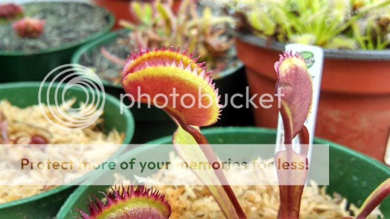 rellenburg's flytrap pics - FlyTrapCare Forums